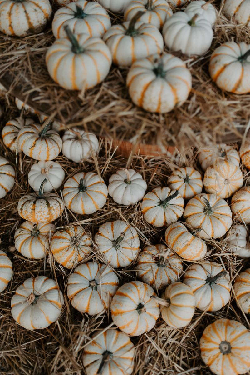 5 South Carolina Pumpkin Patches You Should Make a Tradition - Shades ...